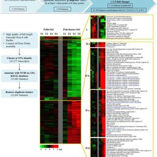 Gene Expression Analysis By RNA Sequencing Transcript Levels In Download Scientific Diagram