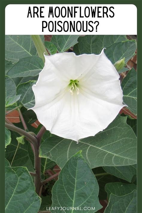 Are Moonflower Seeds Poisonous At Rachel Edith Blog
