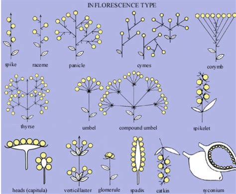What Is Inflorescence Definition And Types Of Inflorescence