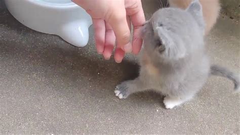 회색 아기 고양이 Youtube