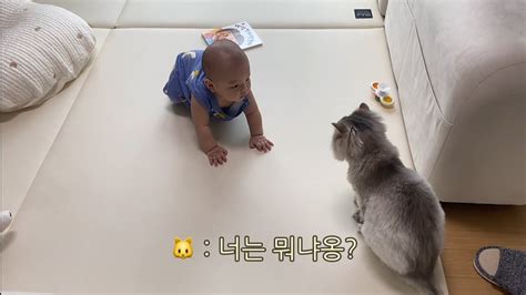 처음으로 6개월 아기와 고양이가 만났어요😘 Youtube