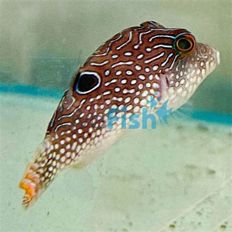 Peacock Puffer Large Delivered To Your Door In Australia