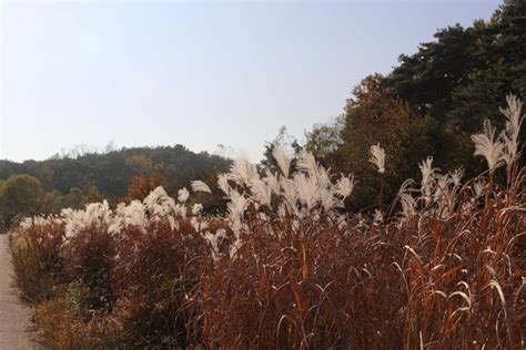 Flame Grass Facts Every Gardener Should Know For Stunning Results