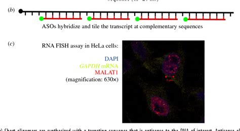 Figure 1 From Intracellular Rna Tracking Methods Semantic Scholar