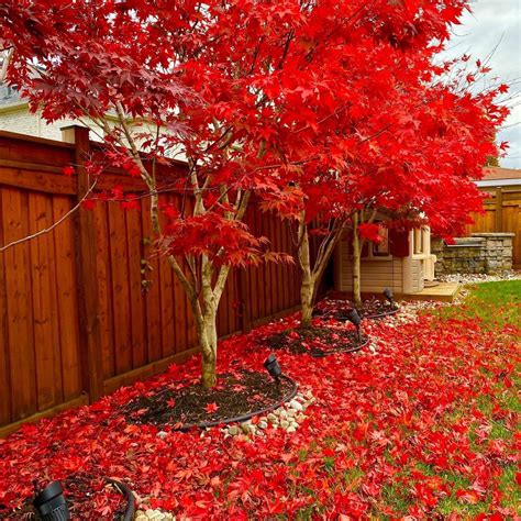 Buy Acer Palmatum Fireglow Japanese Maple — Mr Maple │ Buy Japanese