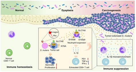 绘谱导读 色氨酸代谢物新功能——促口腔鳞状细胞癌和诊疗子宫内膜异位症 肿瘤细胞 氨基酸代谢 非靶向代谢 脂质 多组学代谢流检测分析 脂肪酸定量 肠道微生物菌群检测 麦特绘谱