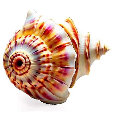 [200 ] Conch Shell Png Images