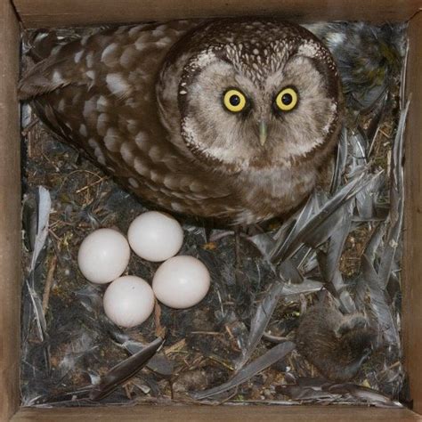 Owl Eggs Description Images And Fun Facts I Owlsfact