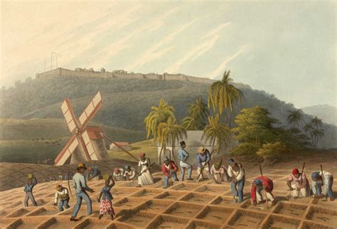History Of Sugarcane Earth Home Evolution