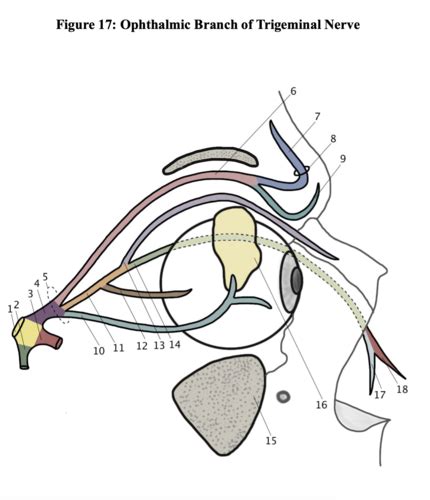 Hand Figure 17 Ophthalmic Branch Of Trigeminal Nerve Flashcards Quizlet