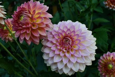 Oreti Adele Sly Hill Flowers