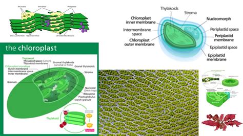 Chloroplast Definition Characteristics Structure Location