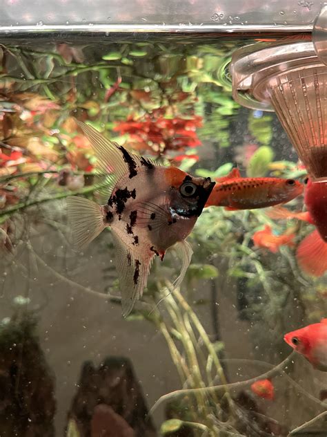 Need Help Identifying Sex On Some Fish The Planted Tank Forum