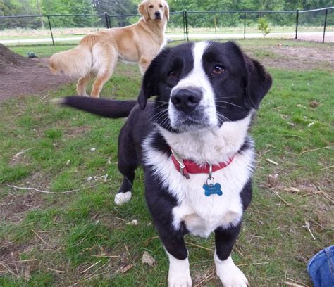 Border Colliebasset Hound Rescue Short Legs But Very Athletic Basset Hound Rescue Cute