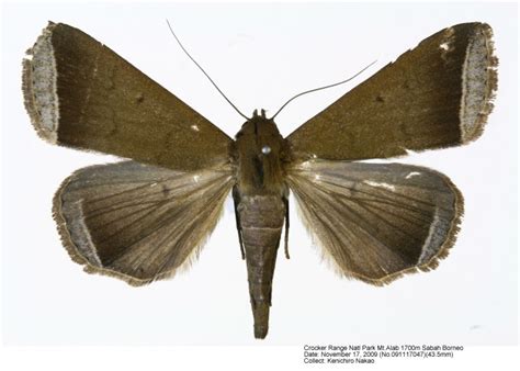 Sabah