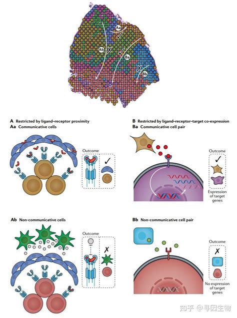 单细胞和空间转录组学整合应用探索 知乎