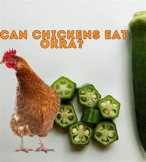 Can Chickens Eat Okra Nutrition Benefits Feeding Facts Yaafur