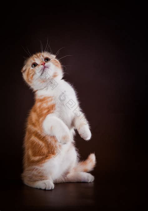 苏格兰的小猫图片 包图网企业站
