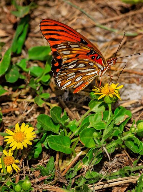 Gulf Fritillary Butterfly On Yellow Flowers At St Joseph Peninsula