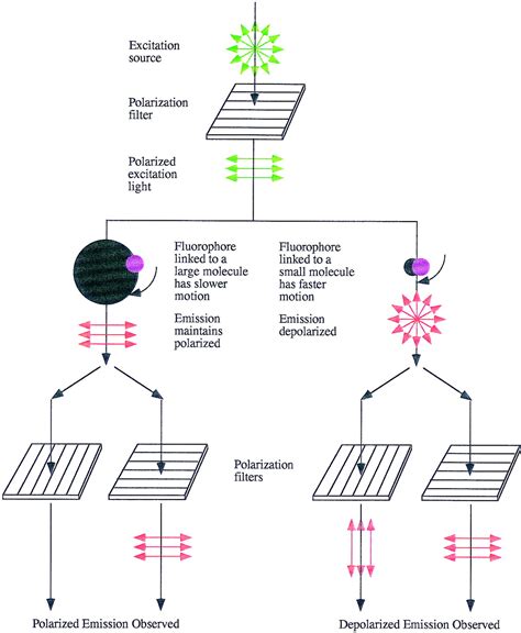 What Is Fluorescence Polarization Technique At Harry Christison Blog
