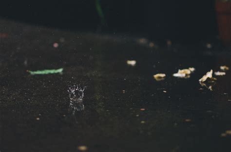 무료 이미지 빛 밤 잎 어둠 매크로 사진 4095x2712 44268 무료 이미지 Pxhere