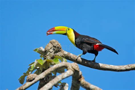 Keel Billed Toucan Ramphastos Sulfuratus Bird With Big Bill With