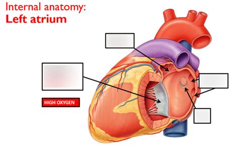 Diagram Of Left Atrium Internal Anatomy Diagram Quizlet