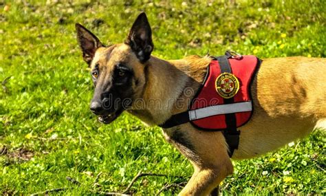 Shepperd Belga Fotografía Editorial Imagen De Perro 40600062