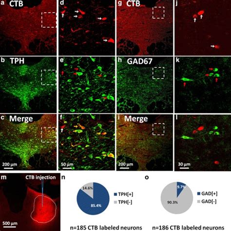 monosynaptic tracing with rabies virus a c helper virus download