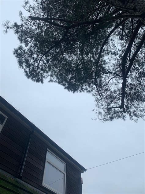 Tree Shaping Big Heart Tree Care