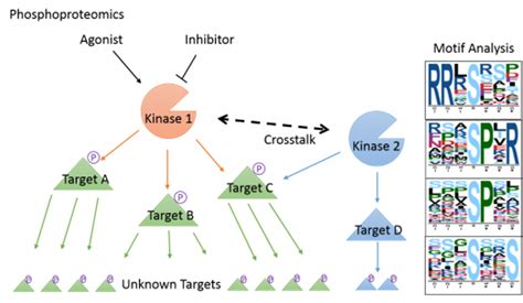 Phosphoproteomics Northwestern Proteomics
