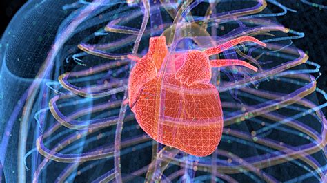 Detect Heart Issues Early With A Heart Scan