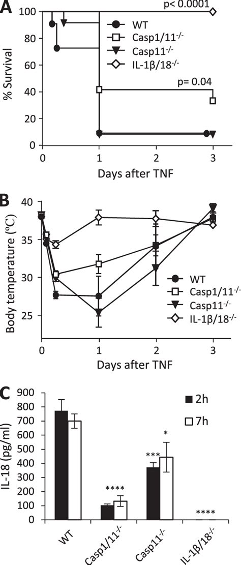 Caspase Casp 11 And Casp111 Deficient Mice Are Not Or Only