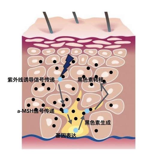防晒霜正确使用顺序科普：我们为什么要重视防晒？防晒要卸妆吗 知乎