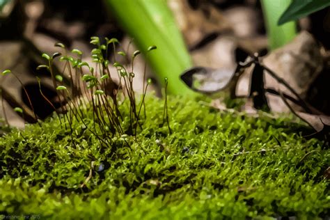 Moss Vector At Collection Of Moss Vector Free For Personal Use