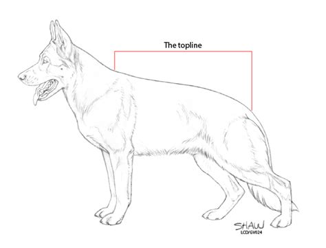 Как нарисовать овчарку карандашом поэтапно для начинающих легко