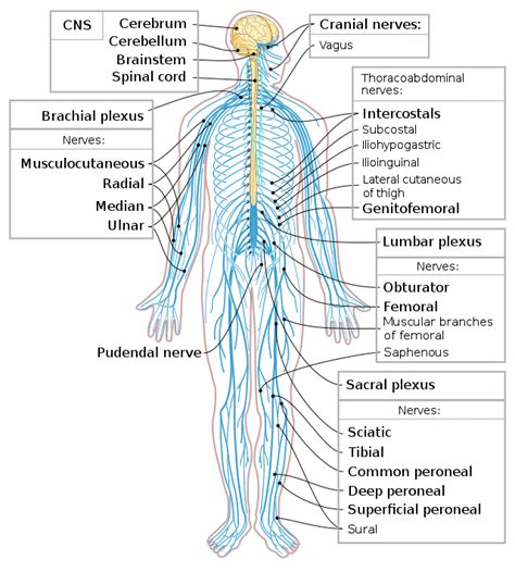 Central And Peripheral Nervous Systems Explained