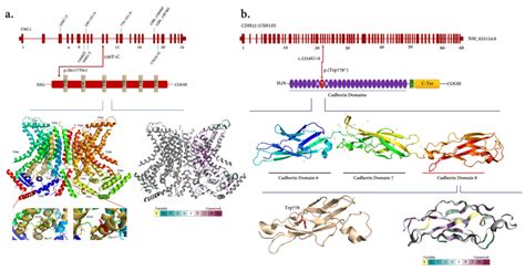 A Organization Of The Tmc1 Gene Nm 138691 2 And Tmc1 Protein Showing Download Scientific