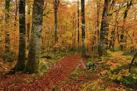 森吉山山麓 クマゲラの森の紅葉 秋田県 北秋田市 153754866 の写真素材 アフロ