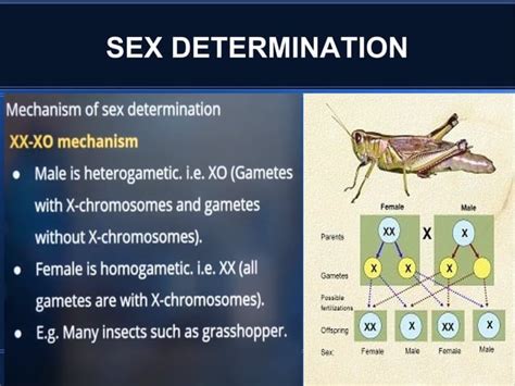 Xii Sex Determination Pdf