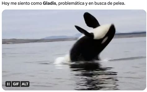 Los Memes De Gladys La Orca Asesina Traumatizada Conquistan Internet