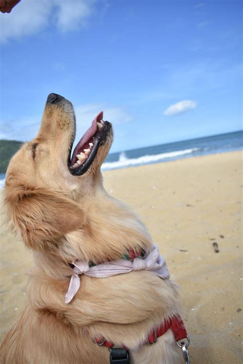 First Time Kili Visits The Beach Rpics