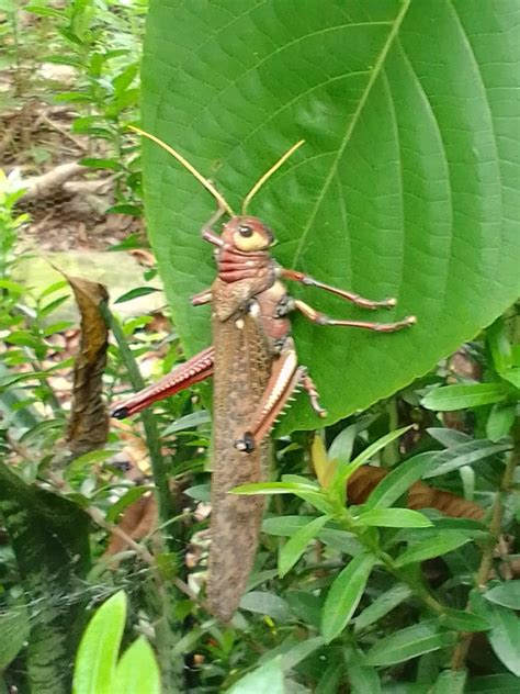 What Type And Sex Is This Catfish Raquariums