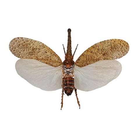 Planthopper Vs Leafhopper Planthopper Vs Leafhopper