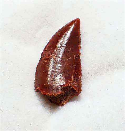 Fossil Raptor Dinosaur Tooth From A Dromaeosaur Dt6 357 Time Vault Gallery