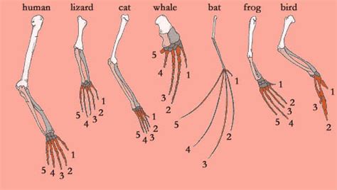 Evolutionary Hand Analysis