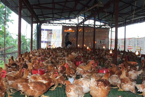 Maceration Poultry At Sherry Hubbard Blog