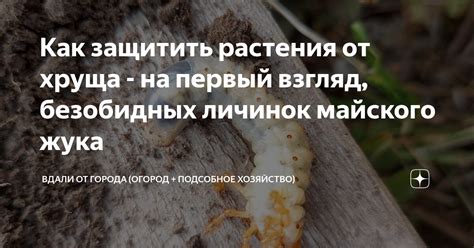 Как защитить растения от хруща - на первый взгляд, безобидных личинок ...