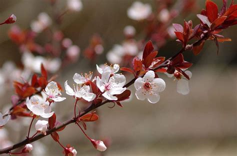 绿植养护 紫叶李的养殖方法你清楚吗 好花网