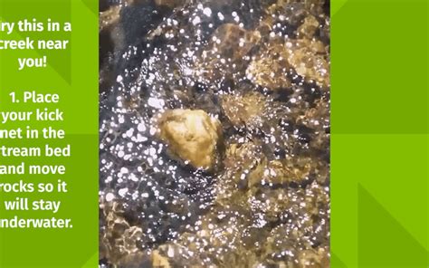 Macroinvertebrates And Water Quality Kaleideum